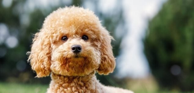 Toypudel: kleiner Pudel mit großem Charakter