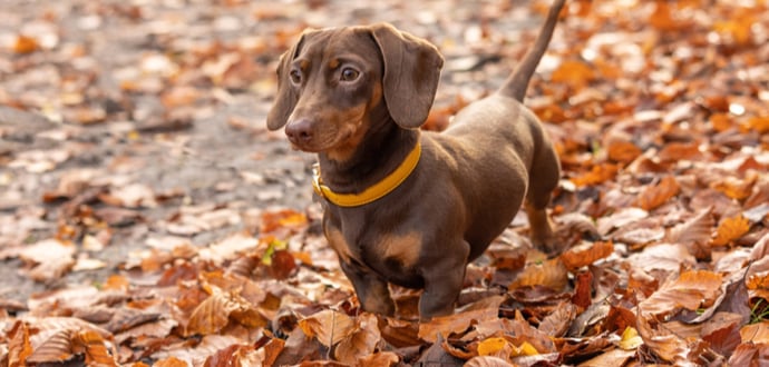 Zwergdackel - treuer, wilder und sportlicher Zwerg
