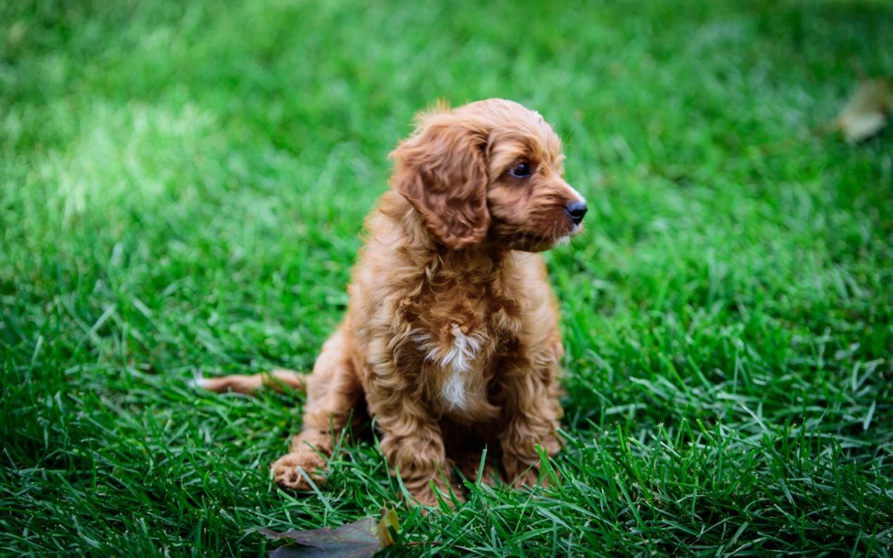 Cavapoo - ein verspielte und anhängliche Australier in Teddy-Optik
