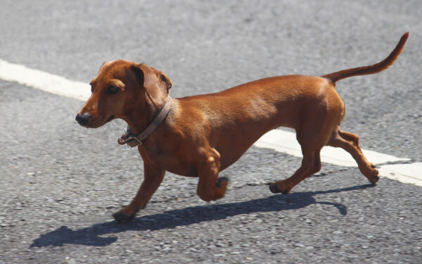 Kaninchendackel - eine der beliebtesten Hunderassen in Deutschlands