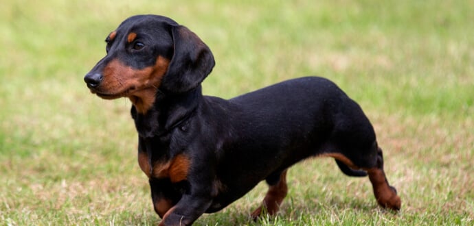 Kaninchendackel - eine der beliebtesten Hunderassen in Deutschlands