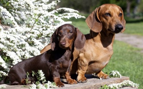 Kaninchendackel - eine der beliebtesten Hunderassen in Deutschlands