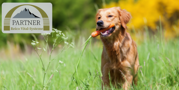 Das Hundefutter von REICO Vital-Systeme zum Top Preis