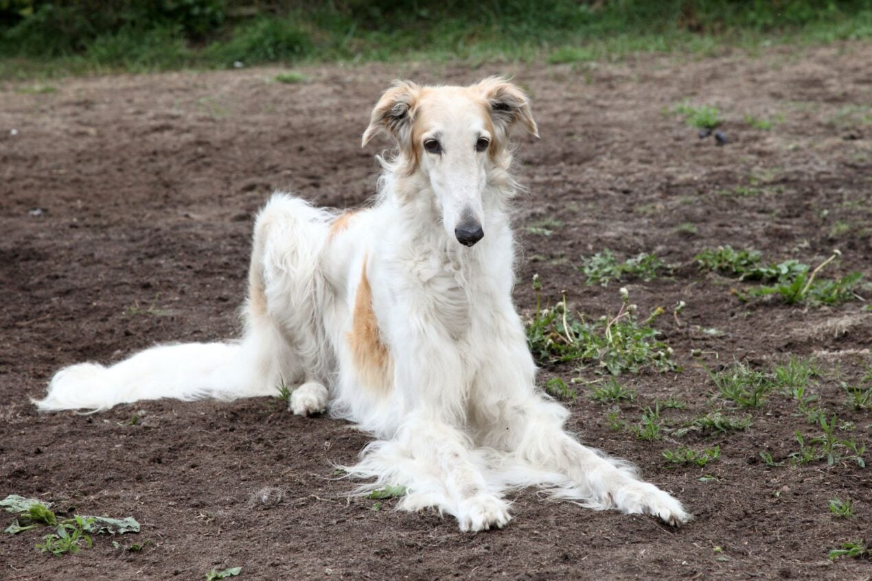 Barsoi - ein eleganter Windhund aus Russland | Steckbrief Barsoi