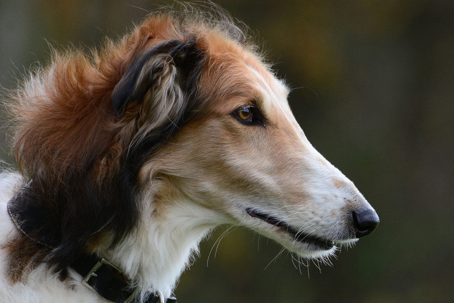 Barsoi - ein eleganter Windhund aus Russland | Steckbrief Barsoi