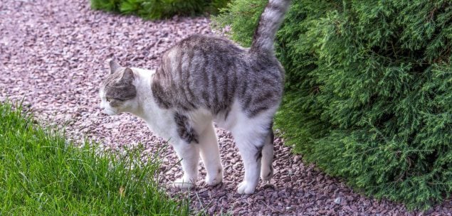 Kater markiert - Wieso er es tut und was ihr dagegen machen könnt