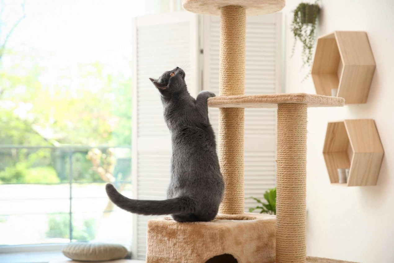 Der Kratzbaum – alles was ihr schon immer wissen wolltet