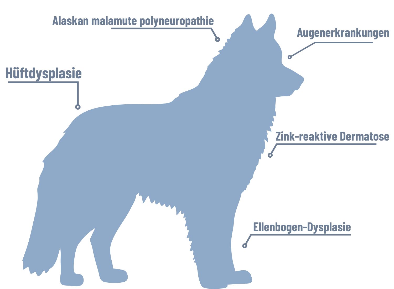 Zwarte Alaskan Malamute