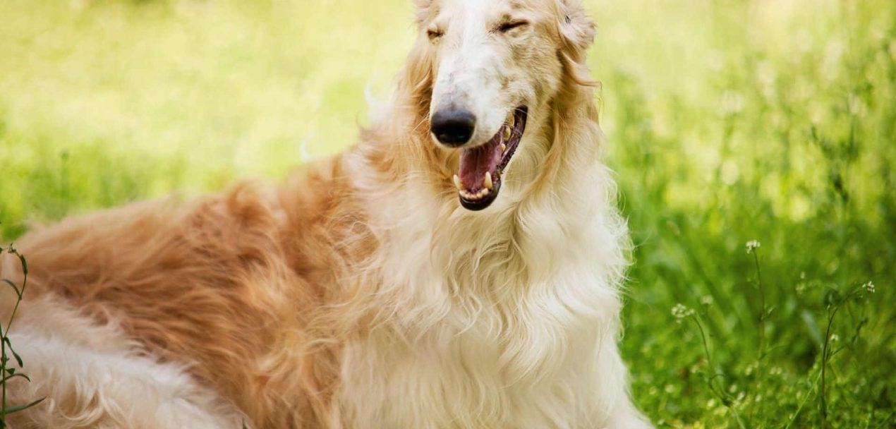 Barsoi - ein eleganter Windhund aus Russland | Steckbrief Barsoi