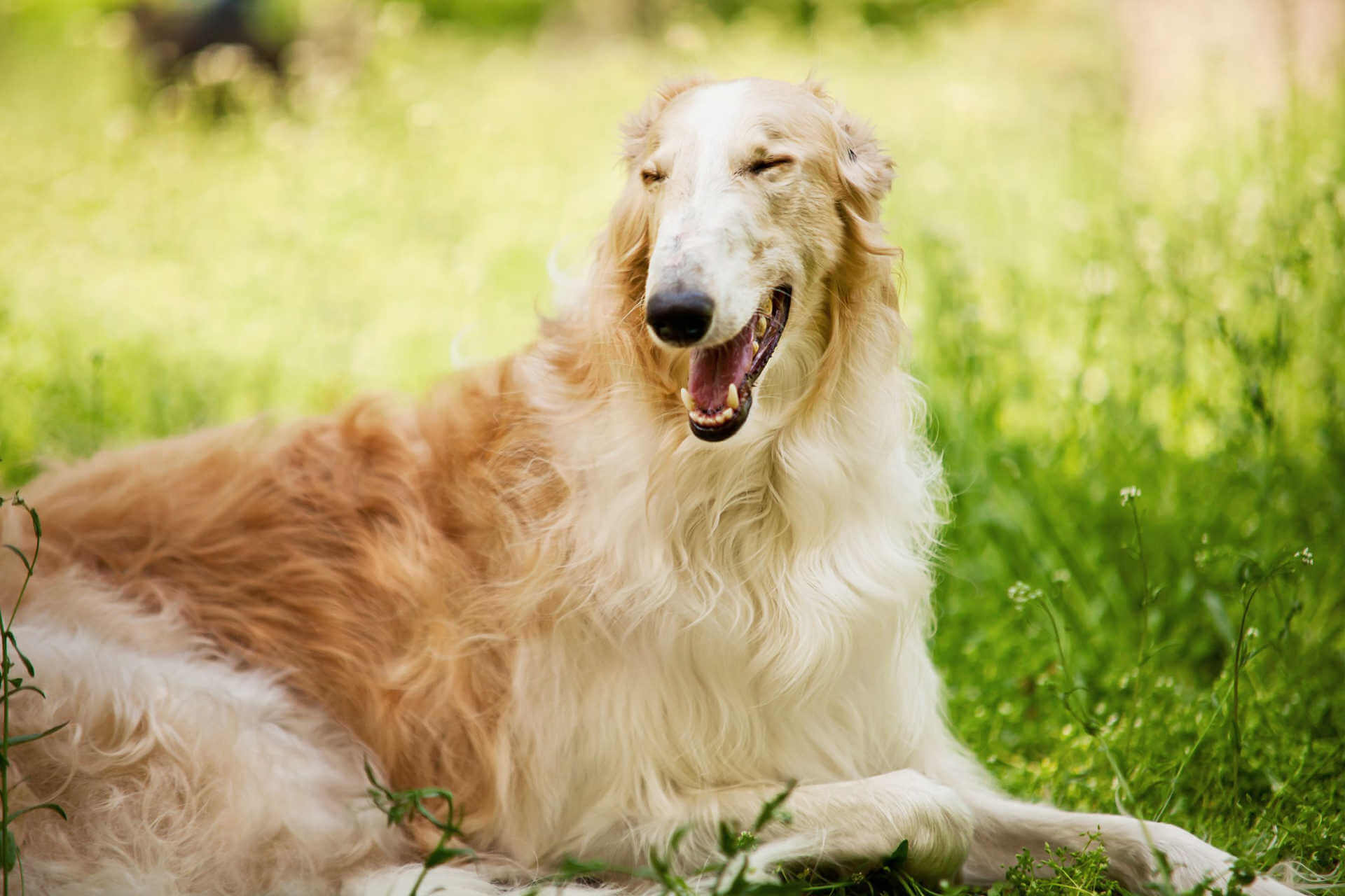 Barsoi - ein eleganter Windhund aus Russland | Steckbrief Barsoi