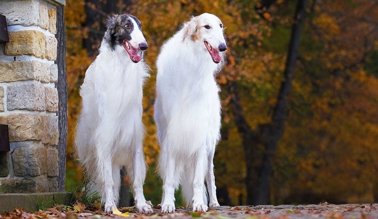 Barsoi - ein eleganter Windhund aus Russland | Steckbrief Barsoi