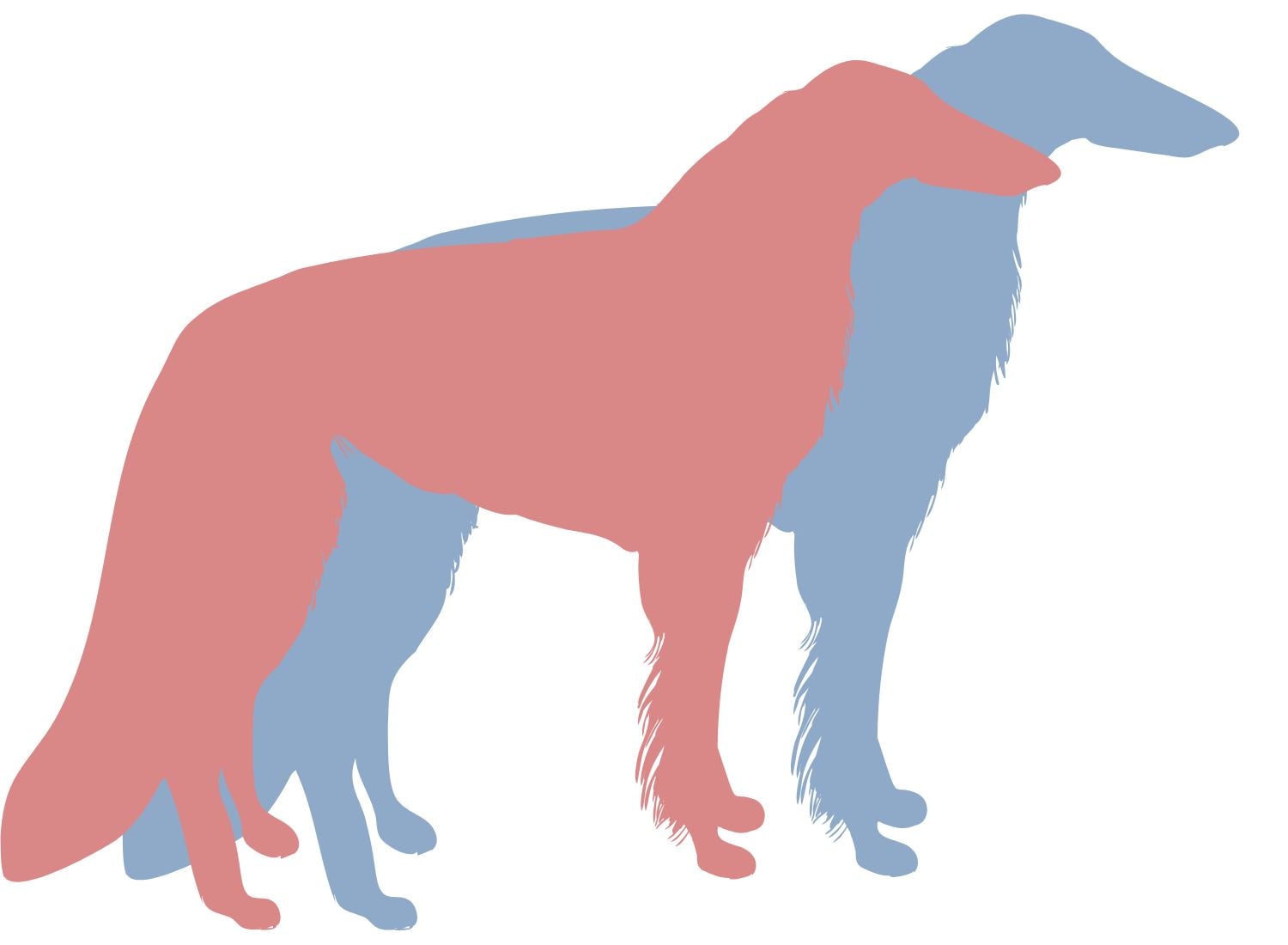 Barsoi - ein eleganter Windhund aus Russland | Steckbrief Barsoi