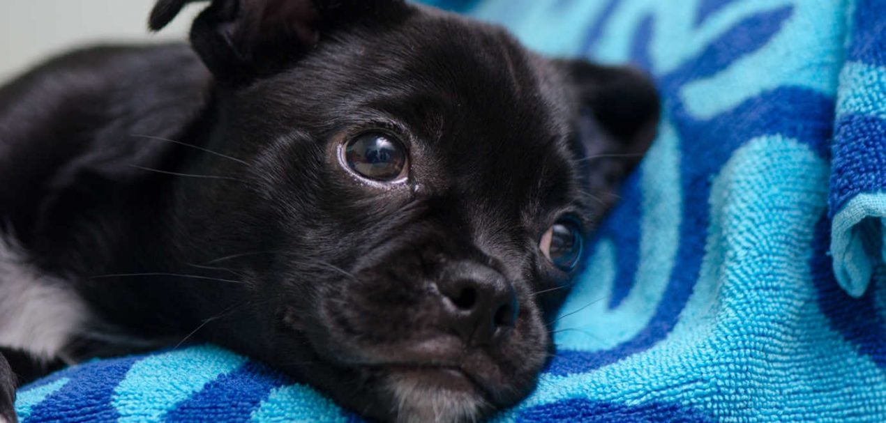 Retromops: Anhänglicher Gefährte mit heiterem Gemüt