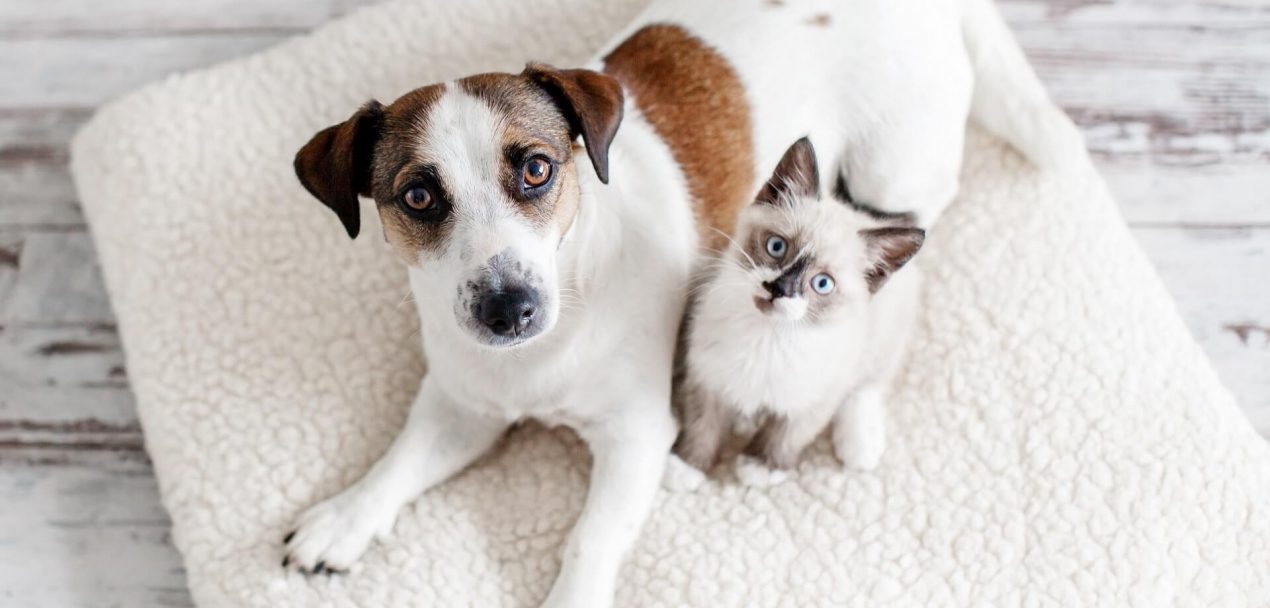 Katzenschlafplätze | mein-haustier.de