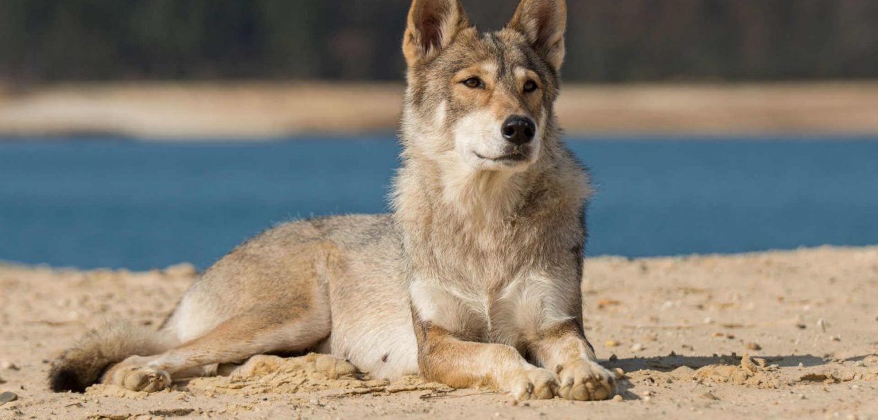 Tamaskan – ein Hund im Wolfspelz | Steckbrief Tamaskan