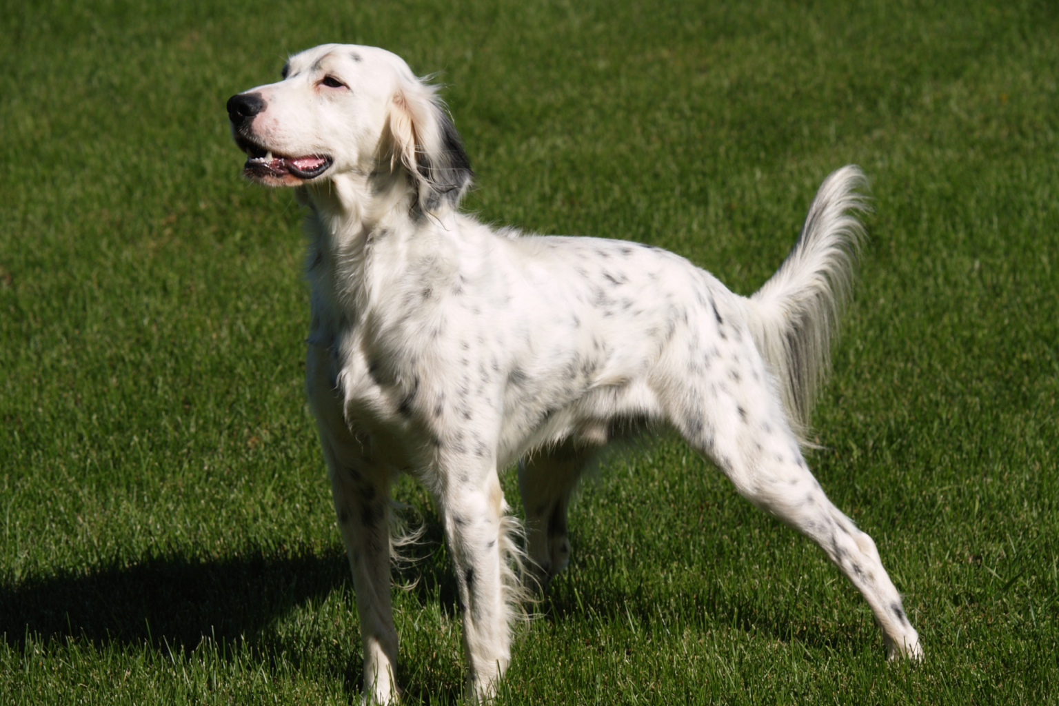 English Setter - der beliebte englische Jagdhund im Portrait