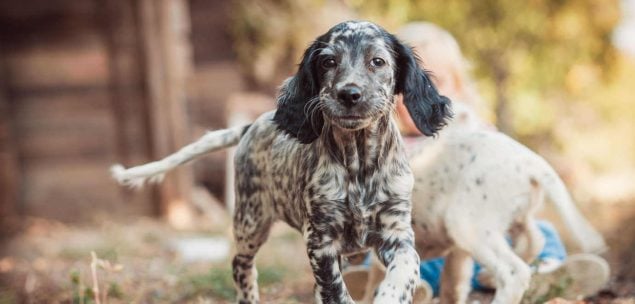 English Setter - der beliebte englische Jagdhund im Portrait