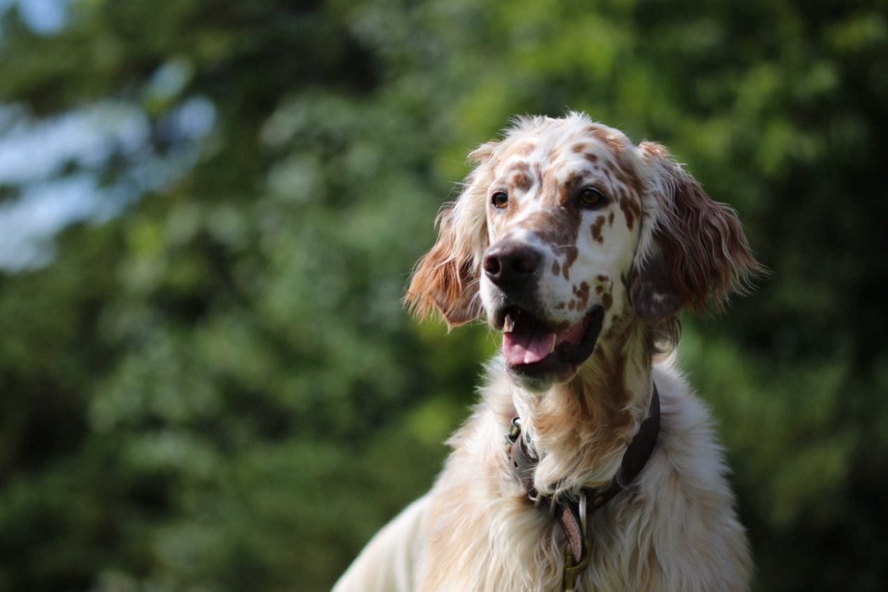English Setter - der beliebte englische Jagdhund im Portrait