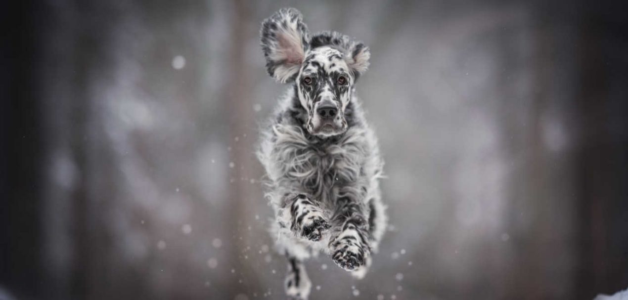 English Setter - der beliebte englische Jagdhund im Portrait