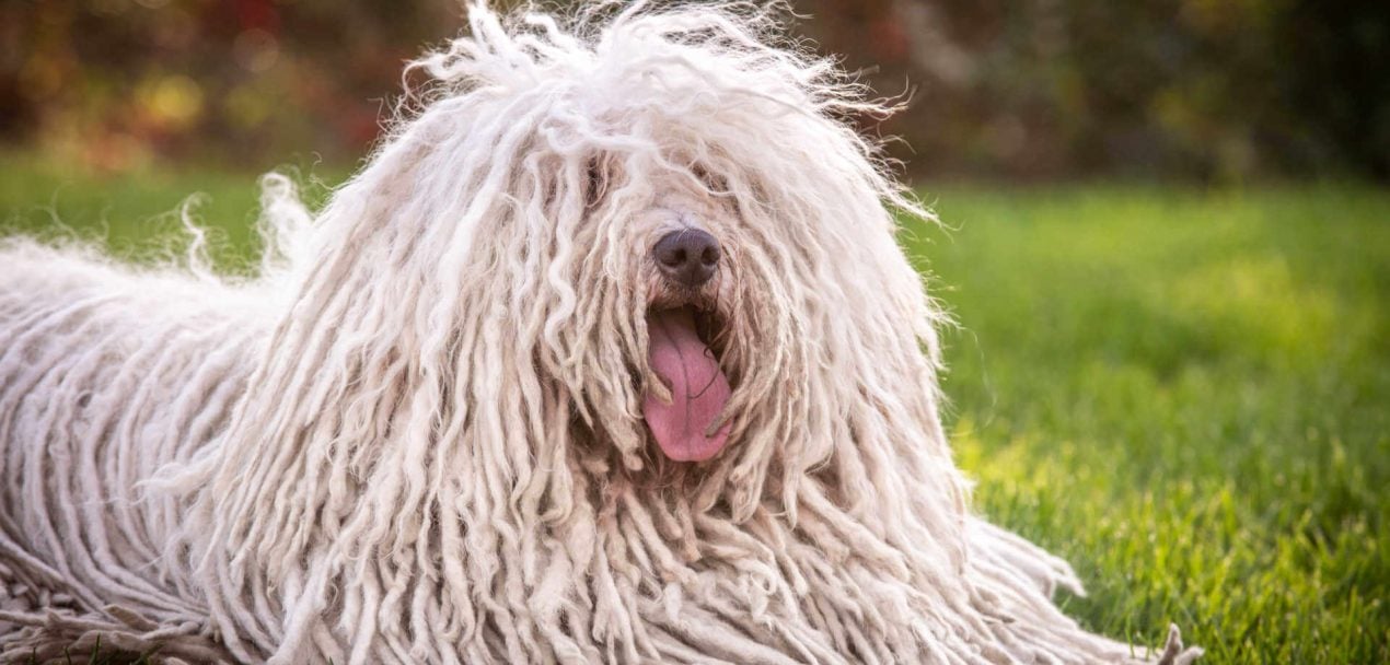Puli - ein intelligenter Zottelkopf aus Ungarn | Pflege & Haltung