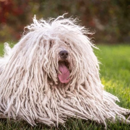 Tierisch gute Angebote | Mein Haustier