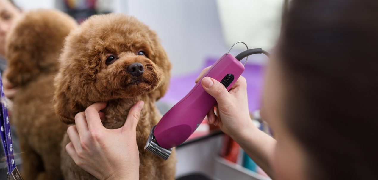 Günstiges Zubehör für Hunde | Mein Haustier
