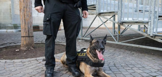 Polizeihund - Seine Aufgaben und welche Rassen es werden können