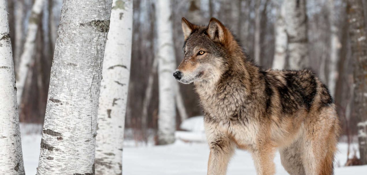 Der Wolf - den Vorfahren des Hundes unter die Lupe genommen