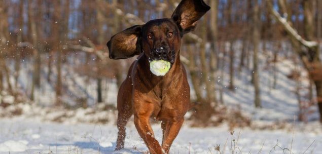bayerischer Gebirgsschweißhund - Ein treuer und zuverlässiger Jäger