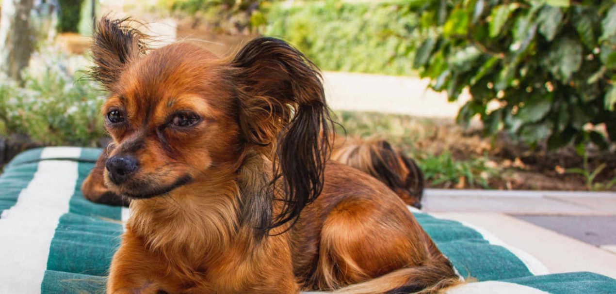 Russkiy Toy - Der kleine, aber lebhafte Begleiter