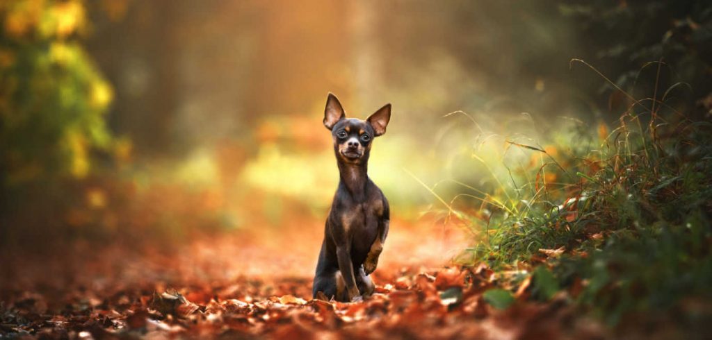 Russkiy Toy - Der kleine, aber lebhafte Begleiter