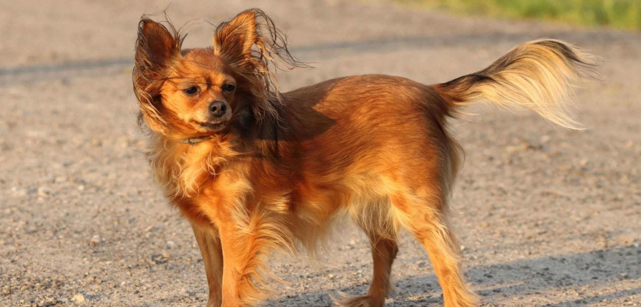 Russkiy Toy - Der kleine, aber lebhafte Begleiter