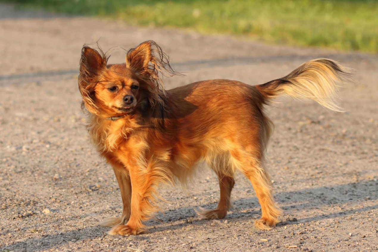 Russkiy Toy - Der kleine, aber lebhafte Begleiter