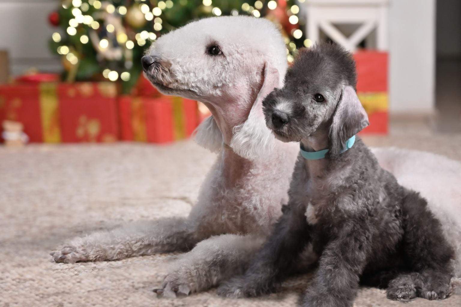 Bedlington Terrier - Charmante Hunderasse mit einzigartigen Merkmalen