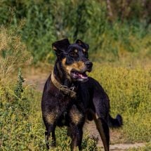 Tierisch gute Angebote | Mein Haustier