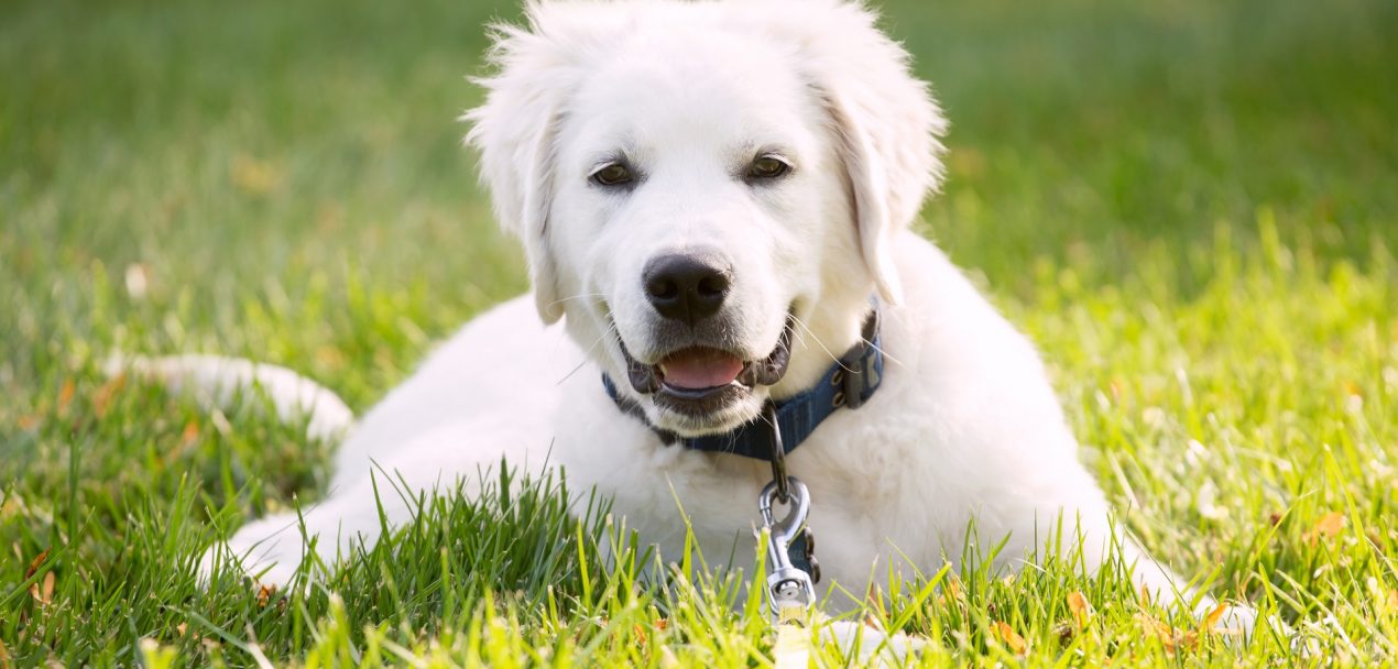 Hundeschlafplätze | mein-haustier.de