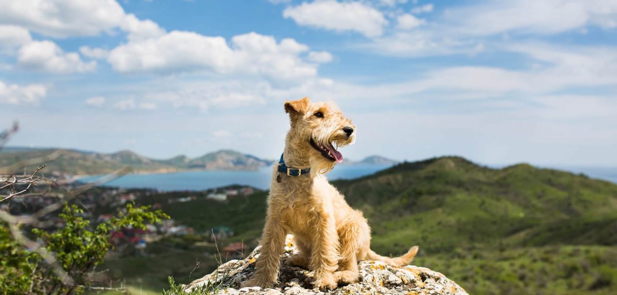 Tierisch gute Angebote | Mein Haustier