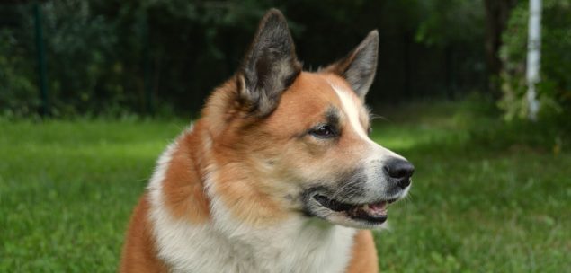 Islandhund - Ein treuer und vielseitiger Begleiter für aktive Familien