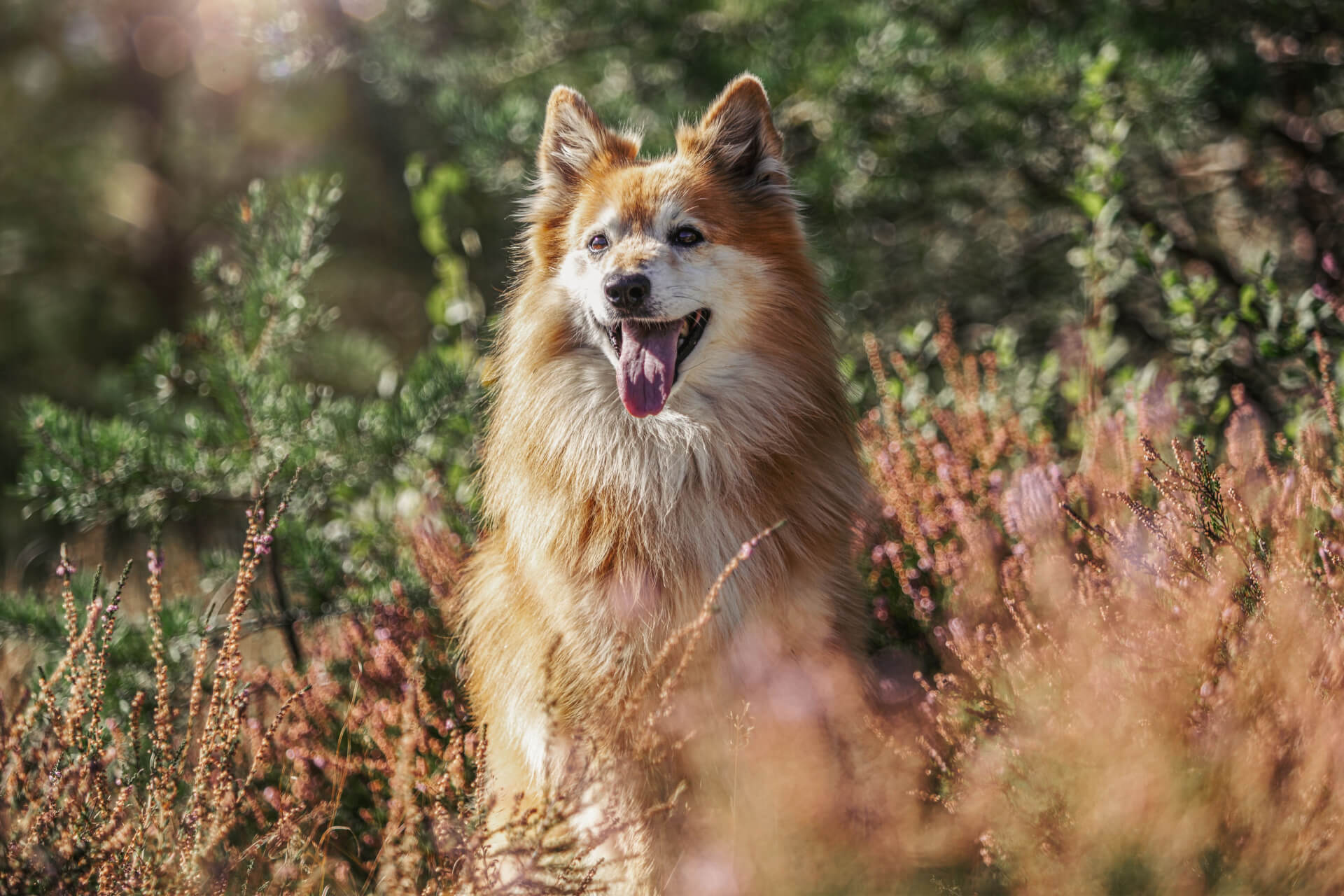 Islandhund - Ein treuer und vielseitiger Begleiter für aktive Familien