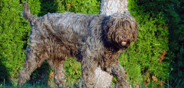 Pudelpointer - Eine einzigartige Rasse für den Jagdeinsatz