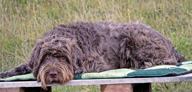 Pudelpointer - Eine einzigartige Rasse für den Jagdeinsatz
