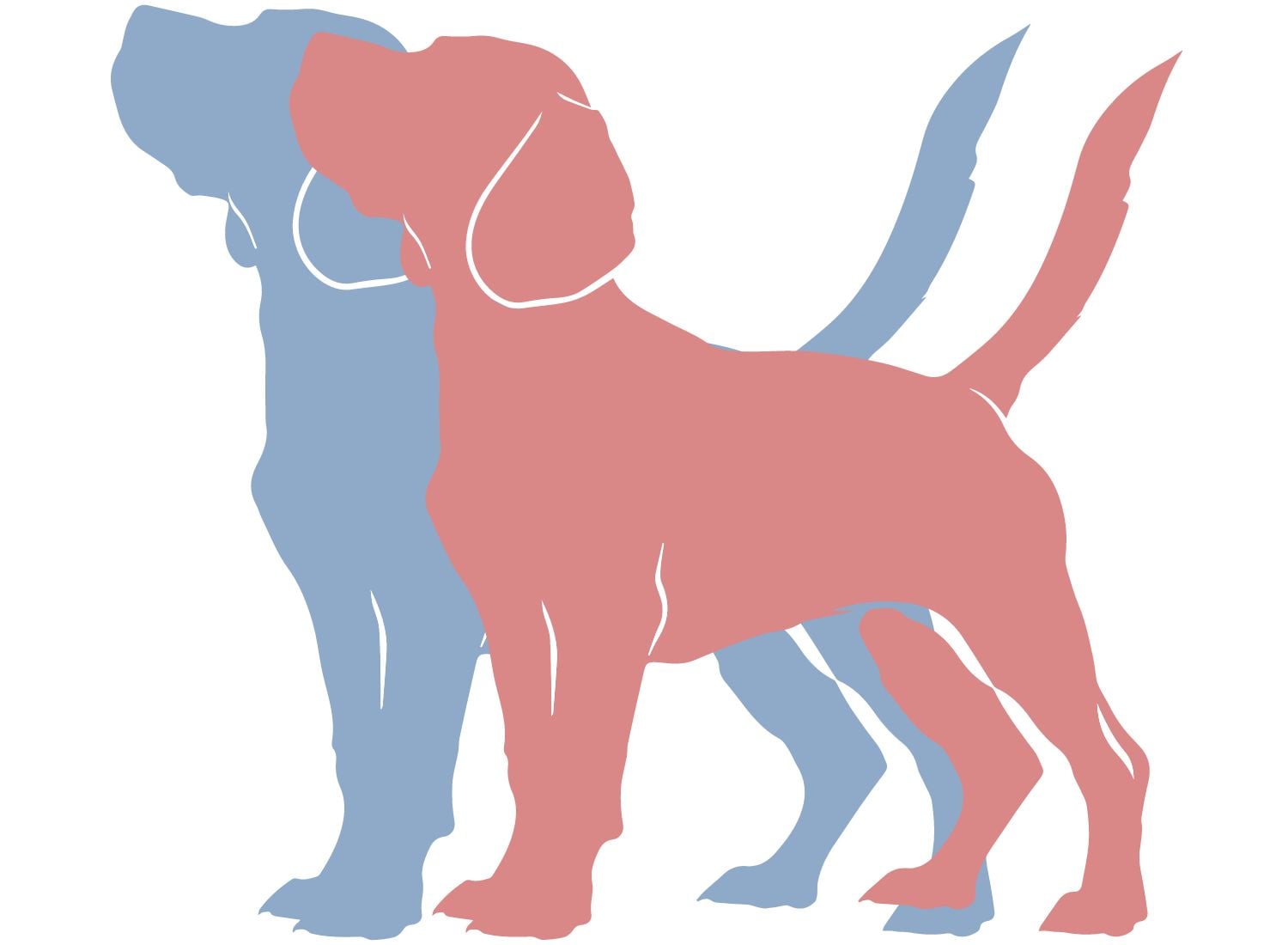 Beagle - Ein gefleckte Jagdhund im Portrait | Mein-Haustier.de