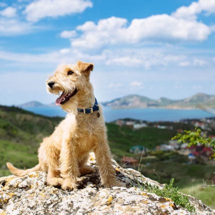 Labrador Retriever Steckbrief | Charakter, Wesen & Haltung