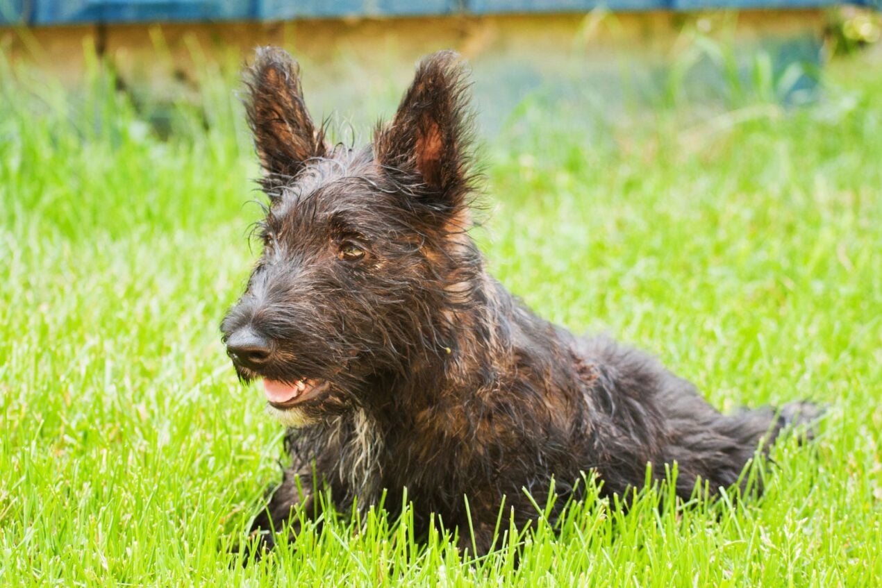 Scottish Terrier - Ein Charmantes und Treues Haustier