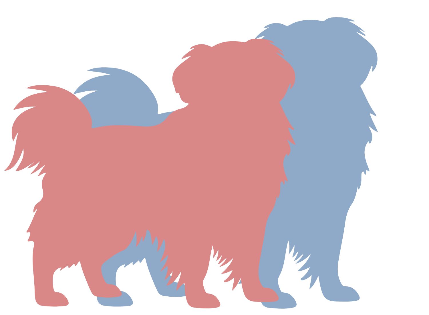 Tibet Spaniel - Ein kleiner Löwe mit großem Herz