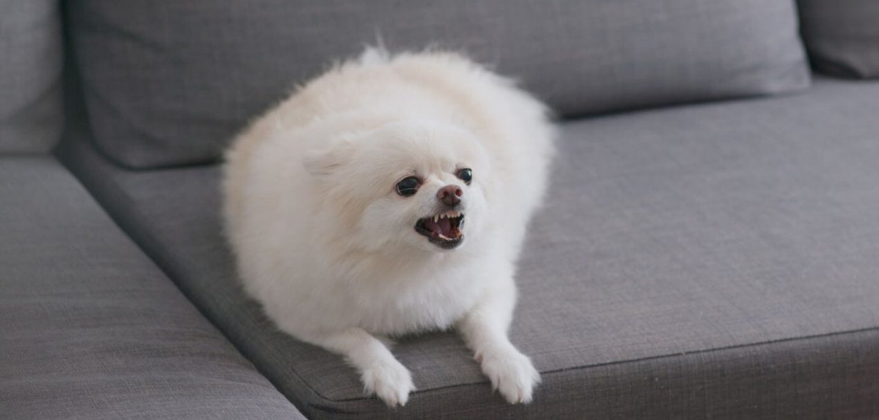 Hund bellt wenn er alleine ist - Schnelle Tricks für ruhige Vierbeiner