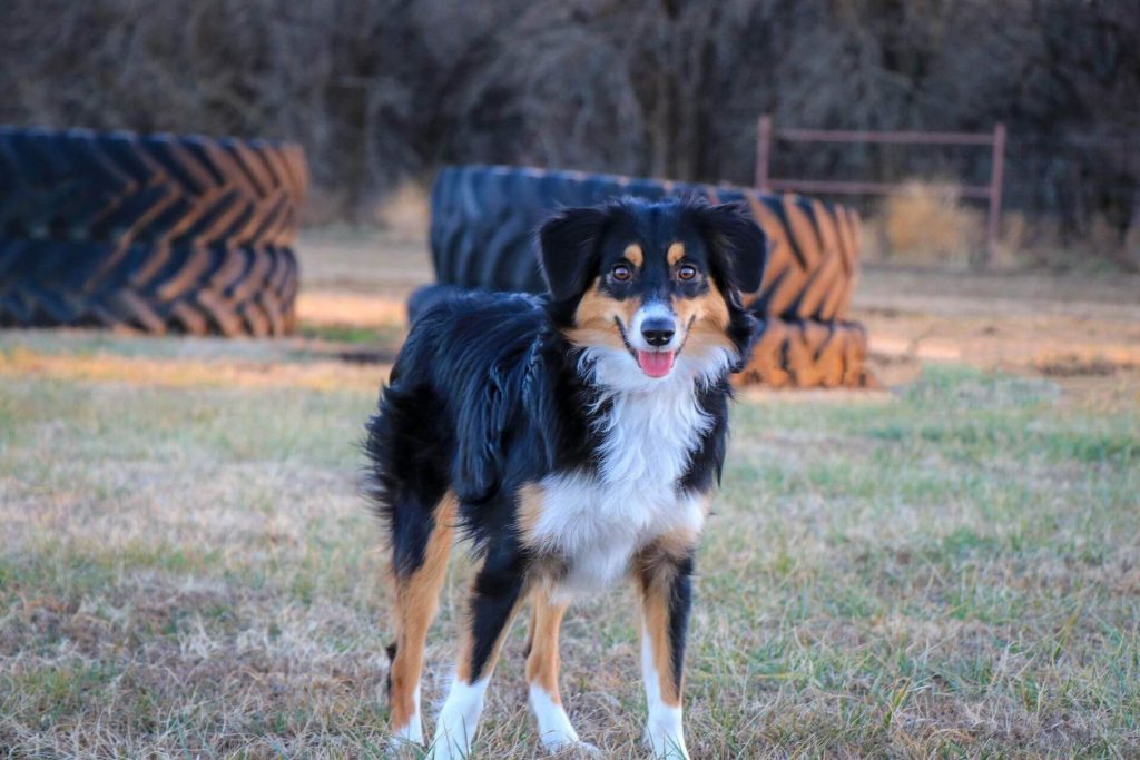 Mini Australian Shepherd | mein-haustier.de