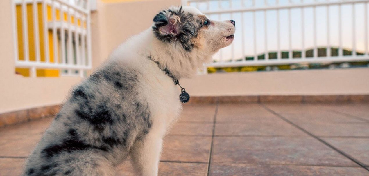 Mini Australian Shepherd - Pflege, Erziehung & Tipps
