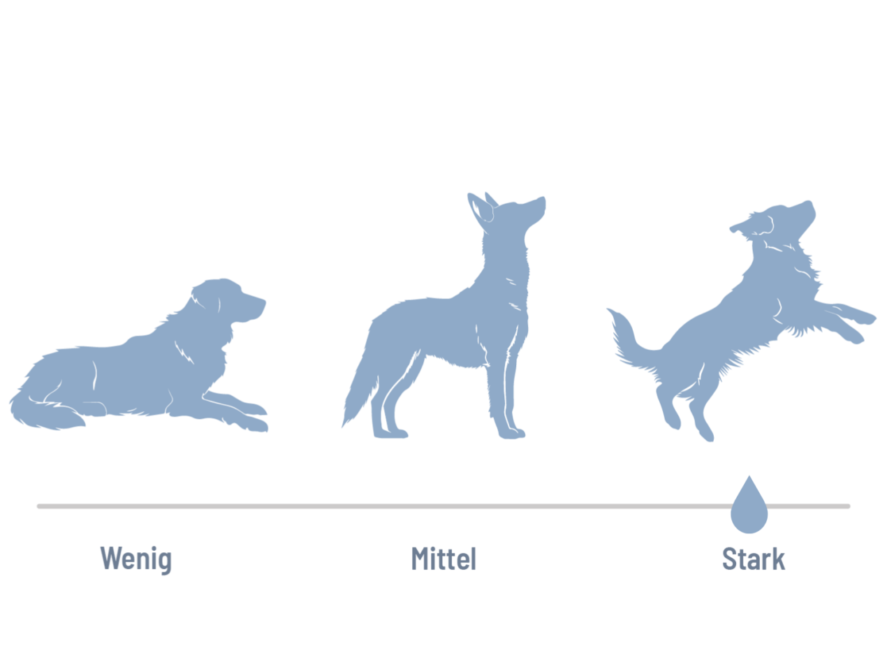 Australian Cattle Dog Steckbrief | Geschichte, Charakter & Haltung