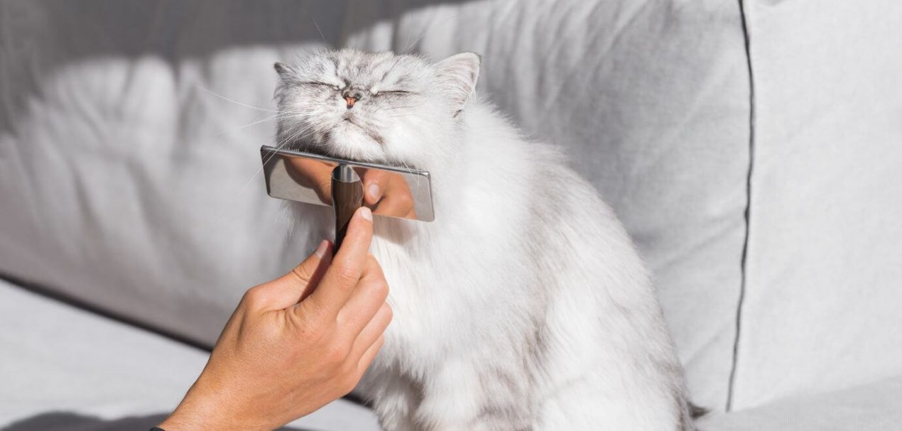 Fellpflege bei Katzen: Tipps für ein glänzendes Fell